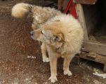 Hübscher Inuki sucht sein zu Hause in Busag (Maramureș) // Snautz.de