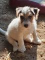 Charaktervolle Rauhaar Jack Russell Terrier Welpen mit Stammbaum! in ...