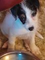Charaktervolle Rauhaar Jack Russell Terrier Welpen mit Stammbaum! in ...