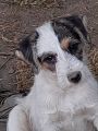 Charaktervolle Rauhaar Jack Russell Terrier Welpen mit Stammbaum! in ...
