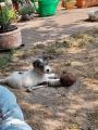 Charaktervolle Rauhaar Jack Russell Terrier Welpen mit Stammbaum! in ...