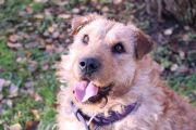 Klara, Airedale-Terrier-Labrador-Mix, geb. 2021, freundlich ...