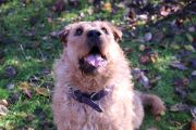 Klara, Airedale-Terrier-Labrador-Mix, geb. 2021, freundlich ...
