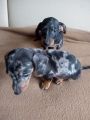 Zwerg-Dackel Welpen Merle Standard-Kurzhaar in Neißemünde (Brandenburg ...
