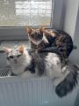 Maine-Coon-Norwegische Waldkatze - Mix in Kirburg (Rheinland-Pfalz ...