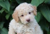 Lagotto Romagnolo Welpen aus seriöser liebevoller deutscher Hobbyzucht in Isenbüttel ...