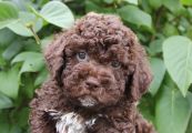 Lagotto Romagnolo Welpen aus seriöser liebevoller deutscher Hobbyzucht in Isenbüttel ...