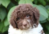 Lagotto Romagnolo Welpen aus seriöser liebevoller deutscher Hobbyzucht in Isenbüttel ...