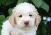 Lagotto Romagnolo Welpen aus seriöser liebevoller deutscher Hobbyzucht in Isenbüttel ...