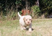 Lagotto Romagnolo Welpen seriöse liebevolle deutscher Hobbyzucht Hündin wieder zu vergeben in ...