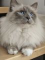 Heilige Birma Kitten (reinrassig) in Bad Wurzach (Baden-Württemberg ...