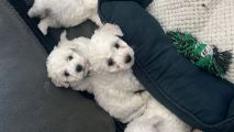 Bichon Frise Zuchter Bayern