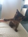 Kitten Reinrassige Burma Junge und Mädchen Braun Schoko-Farbe in ...