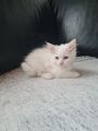Noch 1 Waldkatzen Mix Kitten in Gelsenkirchen (Nordrhein-Westfalen) Snautz