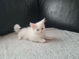 Noch 1 Waldkatzen Mix Kitten in Gelsenkirchen (Nordrhein-Westfalen) Snautz