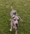 Deutsche Dogge sucht neues Zuhause in Villingen-Schwenningen (Baden ...