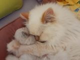 Kitten red point (Fellfarbe weiß) und seal tortie point, 3 Monate ...