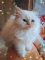 Kitten red point und seal tortie point, 3 Monate, Sibirische Waldkatze ...
