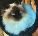 Kitten red point (Fellfarbe weiß) und seal tortie point, 3 Monate ...