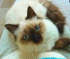 Kitten red point und seal tortie point, 3 Monate, Sibirische Waldkatze ...