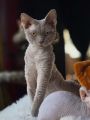 Wurfankündigung Devon Rex Blue Tortie in Wandlitz (Brandenburg) Snautz
