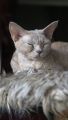 Wurfankündigung Devon Rex Blue Tortie in Wandlitz (Brandenburg) Snautz