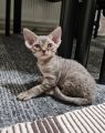 Devon Rex Mädchen in Hofheim am Taunus (Hessen) Snautz