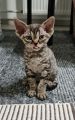 Devon Rex Mädchen in Hofheim am Taunus (Hessen) Snautz