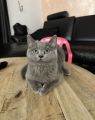 BKH reinrassig, kater jung! Sehr menschenbezogen! in Kelsterbach ...