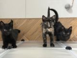 EKH Kitten Katze Kater Europäisch Kurzhaar in Dallgow-Döberitz ...