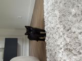 EKH Kitten Katze Kater Europäisch Kurzhaar in Dallgow-Döberitz ...