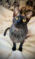 Maine Coon Sphynx Kater Kitten in Bochum (Nordrhein-Westfalen) Snautz