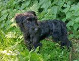 bezaubernter Schnauzer Mix Welpen Rüde "Didi" sucht ein Zuhause in ...