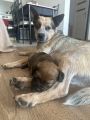 Zwei zuckersüße Hündinnen (Australian Cattle Dog-Mix) suchen ein ...