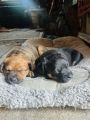 Zwei zuckersüße Hündinnen (Australian Cattle Dog-Mix) suchen ein ...