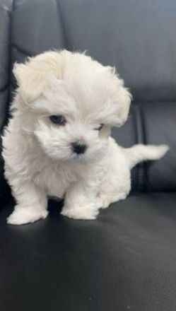 mini malteser welpen in Freiburg im Breisgau (Baden-Württemberg ...