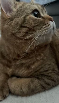 Hauskatze (weiblich, 4 J., kastriert) sucht neues Zuhause in Karlsruhe (Baden-Württemberg) Snautz