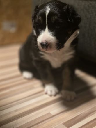 Border collie Welpe rüde zu vermitteln in Bodenwerder (Niedersachsen ...