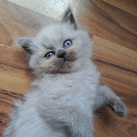 Kitten in Döbeln (Sachsen) Snautz