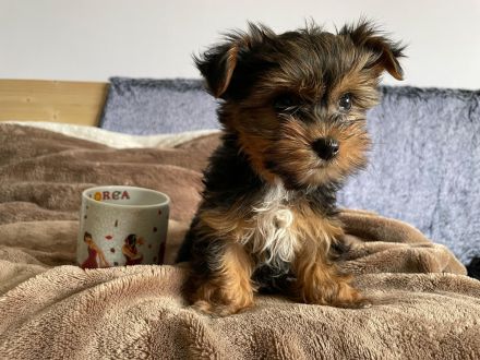 Wunderschöne Mini-Yorkshire-Terrier Welpen suchen ihr Für-immer-Zuhause ...