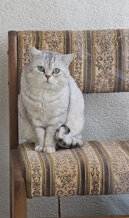 BKH Deckkater in Erlangen (Bayern) Snautz