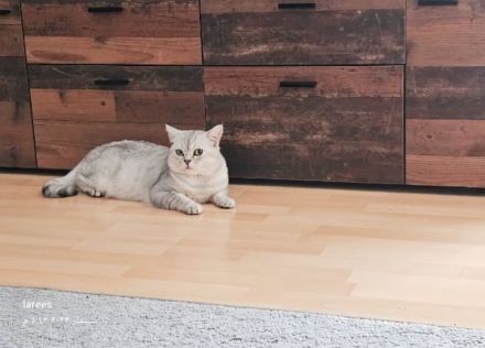 BKH Deckkater in Erlangen (Bayern) Snautz