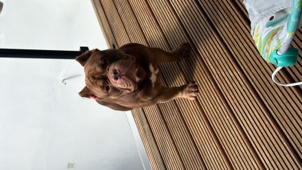 Dexter sucht ein neues zu Hause in Stade (Niedersachsen) Snautz