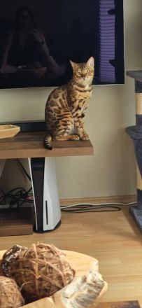 Bengal kater in Außernzell (Bayern) Snautz