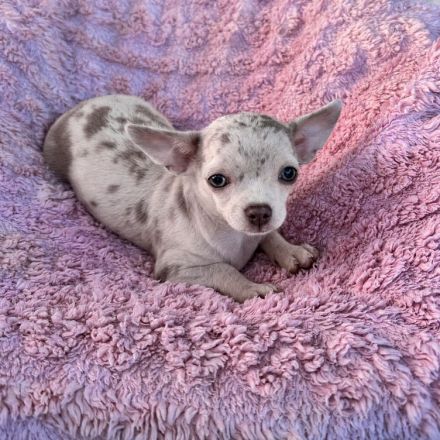 Chihuahua Hündin in wunderschöner Zeichnung aus seriöser Zucht mit Herz ...