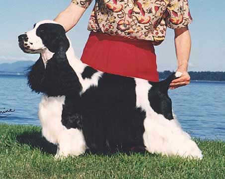 "Red Cockers House", Cocker Spaniel-Zucht in Steimel (Rheinland-Pfalz ...