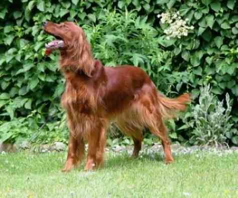 "vom Delmegrund", Irish Red Setter-Zucht in Berne (Niedersachsen) Snautz