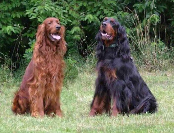 "vom Delmegrund", Irish Red Setter-Zucht in Berne (Niedersachsen) Snautz