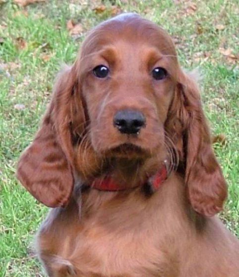 "vom Delmegrund", Irish Red Setter-Zucht in Berne (Niedersachsen) Snautz