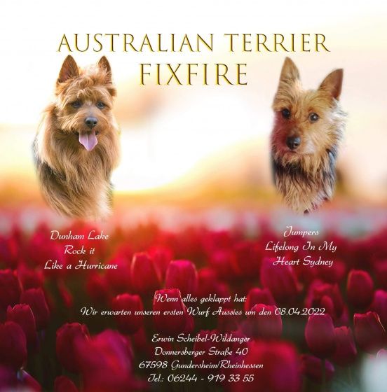 "Fixfire", Australian Terrier-Zucht in Gundersheim (Rheinland-Pfalz ...